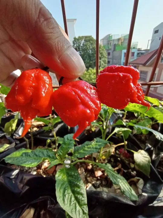 CAROLINA REAPER BUNGA 2 PCS with free seeds | Lazada PH