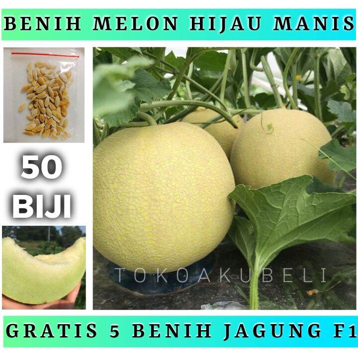 0benih melon / biji melon / biji benih timun suri / varietas super ...