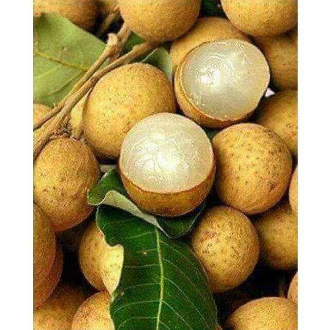 Anak Pokok Mata Kucing Tangkai Mas | Lazada