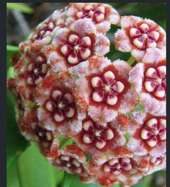 Hoya meliflua Vine Flowering Plants lush | Lazada PH