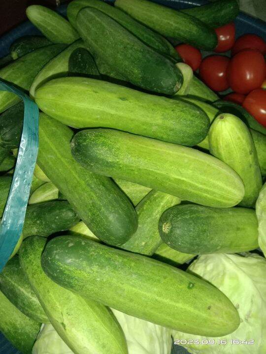 TIMUN/MENTIMUN SEGAR FRESH/TIMUN KAMPUNG/BONTENG SEGAR 1 KG | Lazada ...