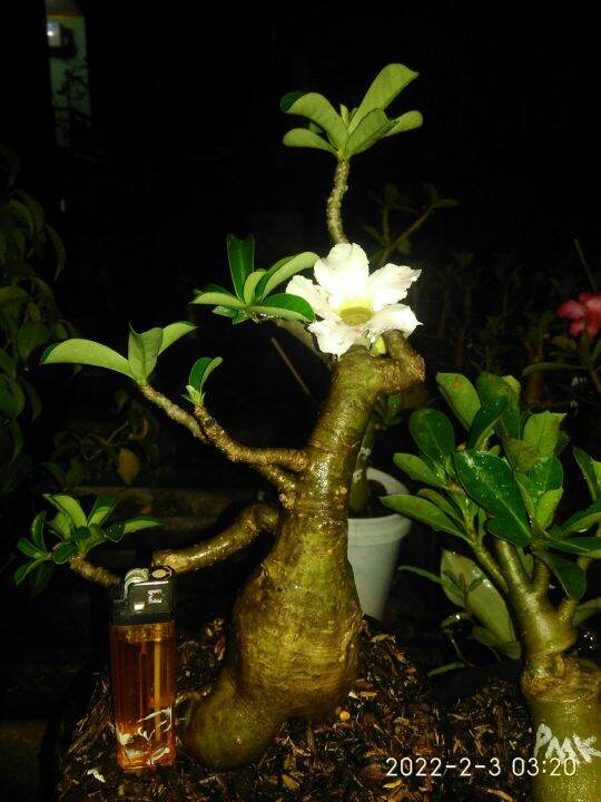 ADENIUM / KAMBOJA JEPANG BUNGA PUTIH SINGLE ORIGINAL DARI BIJI USIA 5-6 ...