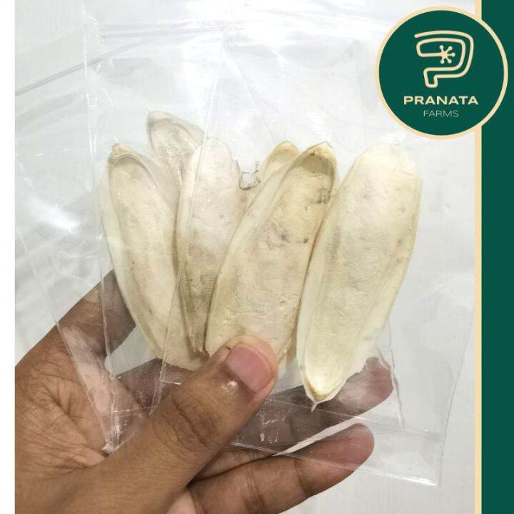 Tulang Sotong Mini (1 pack isi 2 tulang sotong ) Asinan Cangkang Cumi ...