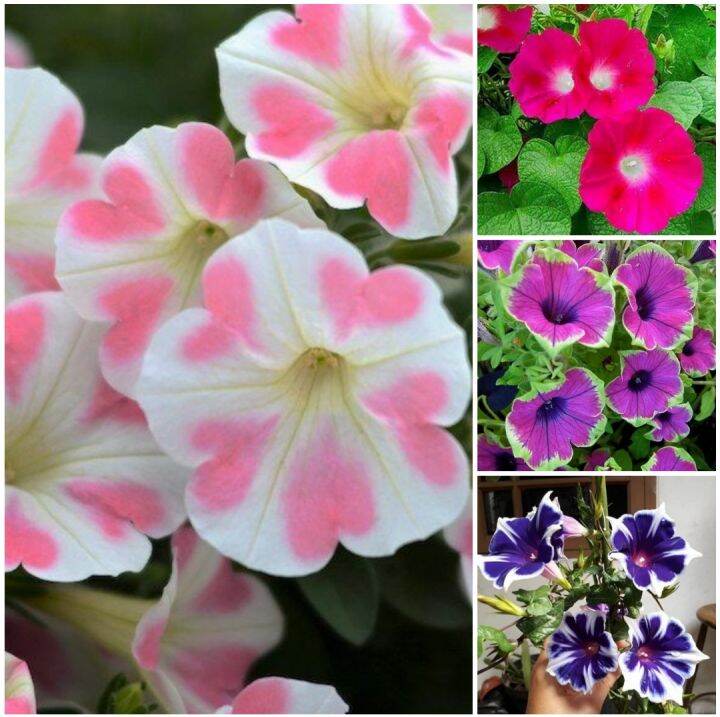 Tanaman Bunga Morning Glory Pohon rambat morning glori | Lazada Indonesia