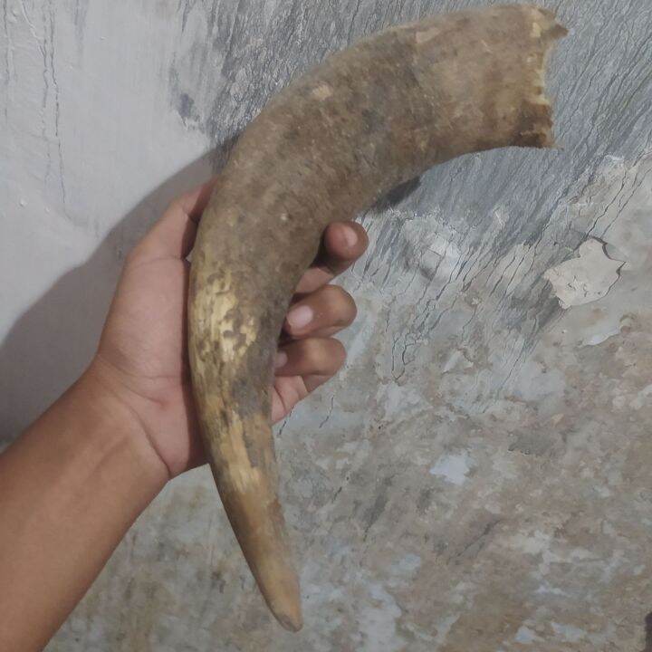 tanduk kerbau bule | Lazada Indonesia