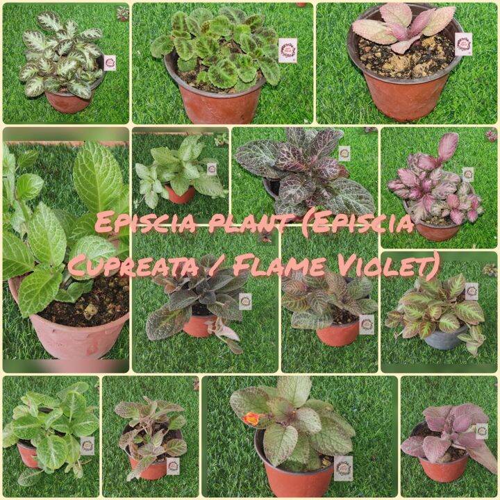 **Variety** Episcia Plant (Episcia cupreata / Flame violet) | Lazada