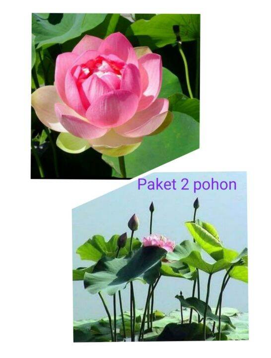 paket 2 pohon lotus | Lazada Indonesia