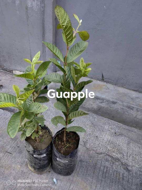 Live Plant Grafted Plant Marcoted Plant Guapple Guava Apple Tree Plant ...