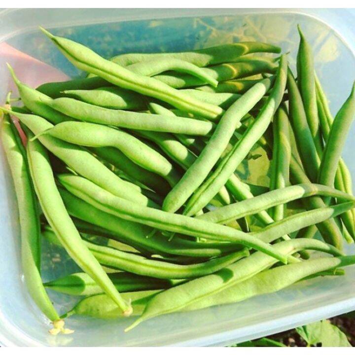 Baguio Beans (5pcs seeds) | Lazada PH