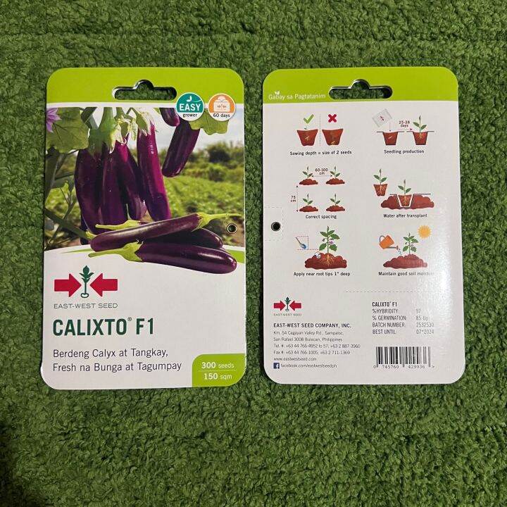 CALIXTO F1 EAST WEST SEED HYBRID EGGPLANT TALONG VEGETABLE SEED GO GROW ...