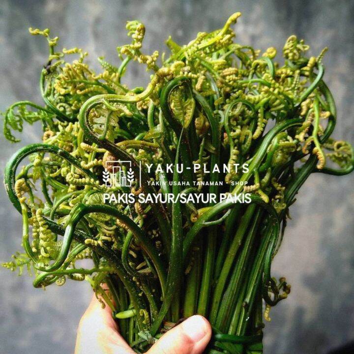 PAKIS SAYUR SEGAR / PAKIS KONSUMSI KUALITAS SUPER - YAKU PLANTS ...