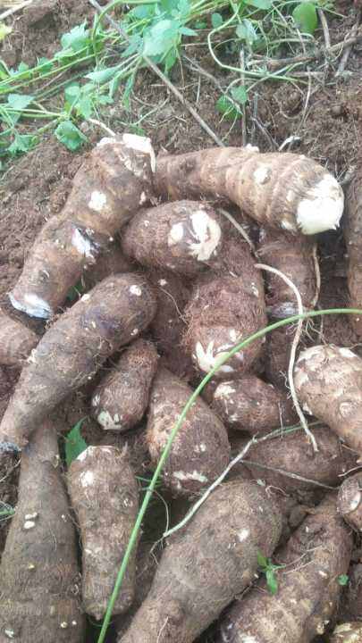 umbi talas per 1kg | Lazada Indonesia