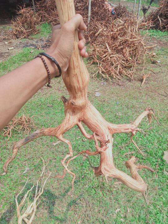 akar Rasamala XL hiasan aquarium/aquascape | Lazada Indonesia