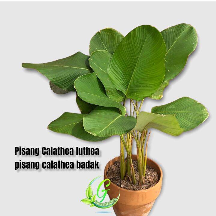 Tanaman hias Calathea luthea/daun pisang Calathea badak | Lazada Indonesia