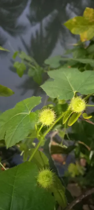 daun permut rambusa /markisa hutan segar 100 gr /herbal | Lazada Indonesia