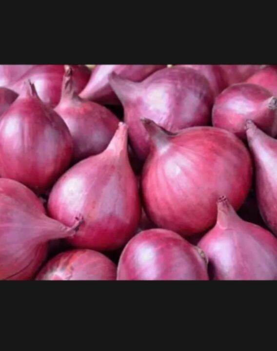 Sibuyas Pula 1k /Bawang/Garlic/Potato/Luya (not seed) | Lazada PH