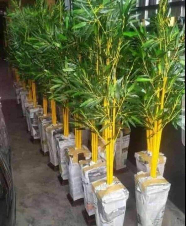 bambu kuning stek batang siap tanam bibit bambu kuning | Lazada Indonesia