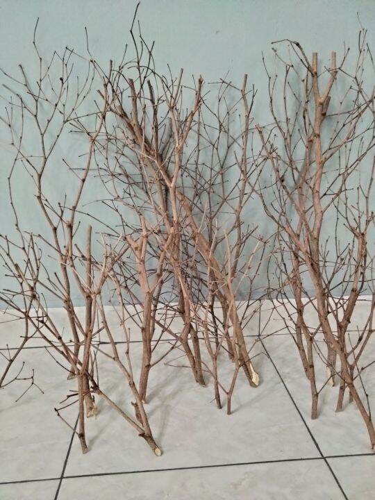 Ranting kayu hiasan dari pokok hidup (semulajadi/original) yang ...