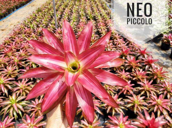 สับปะรดสี นีโอ พิคโคโร่ (bromeliad neo piccolo ) สีชัด ฟอร์มสวย พร้อม ...