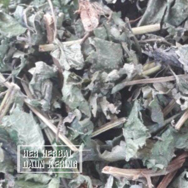 Daun Jelatang Atau Daun Pulus Kering Termurah | Lazada Indonesia