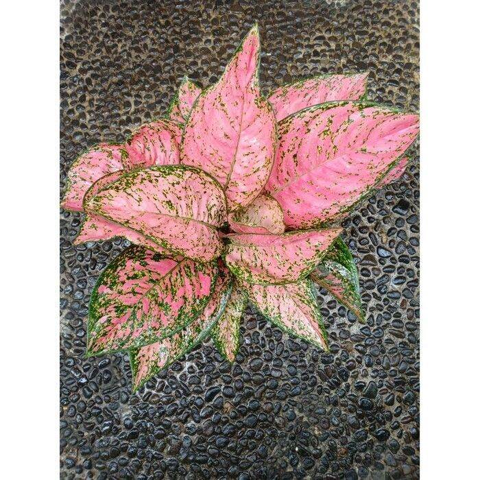 aglonema ruby pink || tanaman hias aglonema Ruby pink - tanaman hidup ...