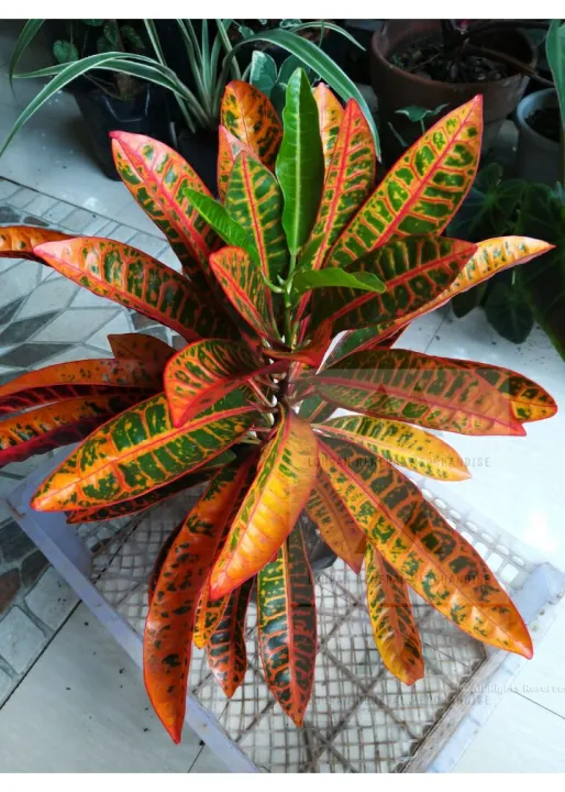 Codiaeum variegatum Red Iceton CROTON | Lazada PH