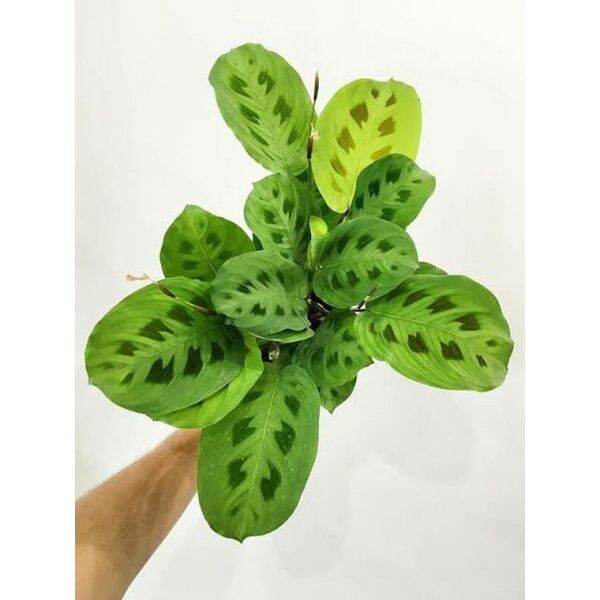 Maranta leuconeura Common Name(s): Cathedral Windows Herringbone Plant ...