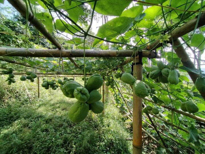 bibit labu siam jenis anggur siap tanam | Lazada Indonesia