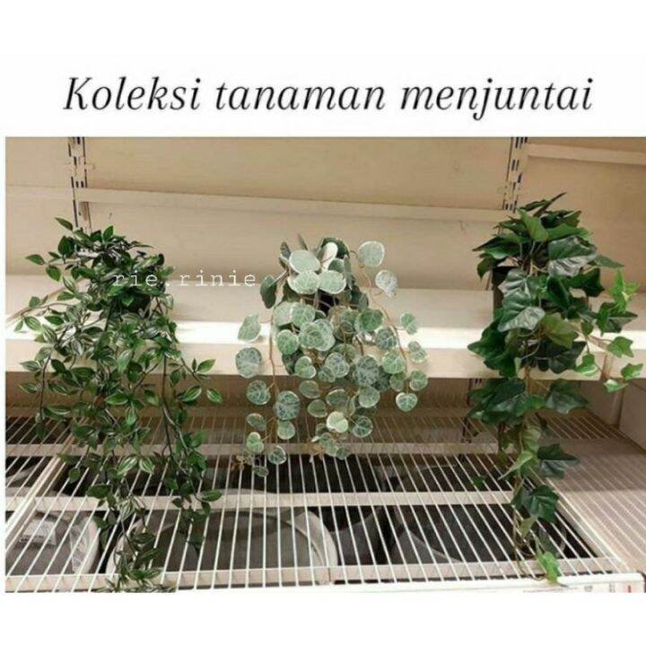 Tanaman Juntai Tanaman Gantung dengan Pot | Lazada Indonesia