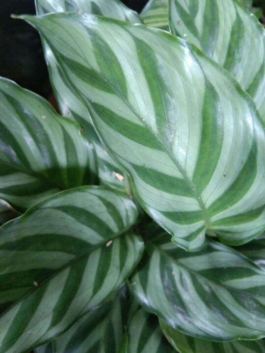 Calathea "Freddie" Lush Indoor Plants, Well Rooted and Established ...