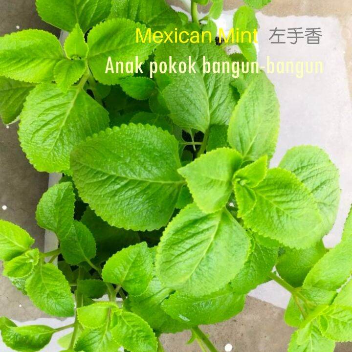 Anak pokok bangun-bangun pokok herba pokok ubat batuk Mexican mint live ...