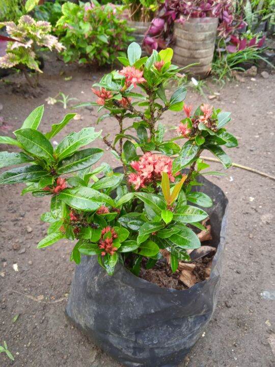 Dwarf Santan plant | Lazada PH