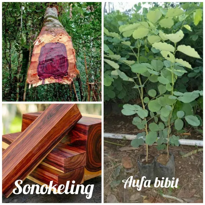 paket 4 bibit pohon kayu sonokeling / sono keling | Lazada Indonesia