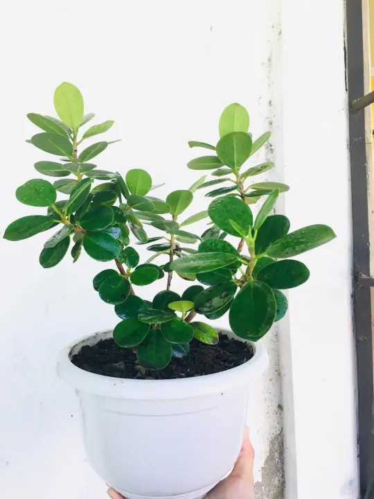 Ficus Nana (Rubber Tree Family) - Large size with Free Pot and Garden ...