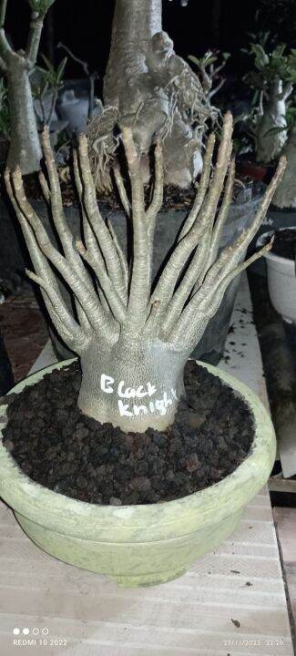 ADENIUM BLACK KNIGHT VARIAN ARABICUM SKIN HITAM | Lazada Indonesia