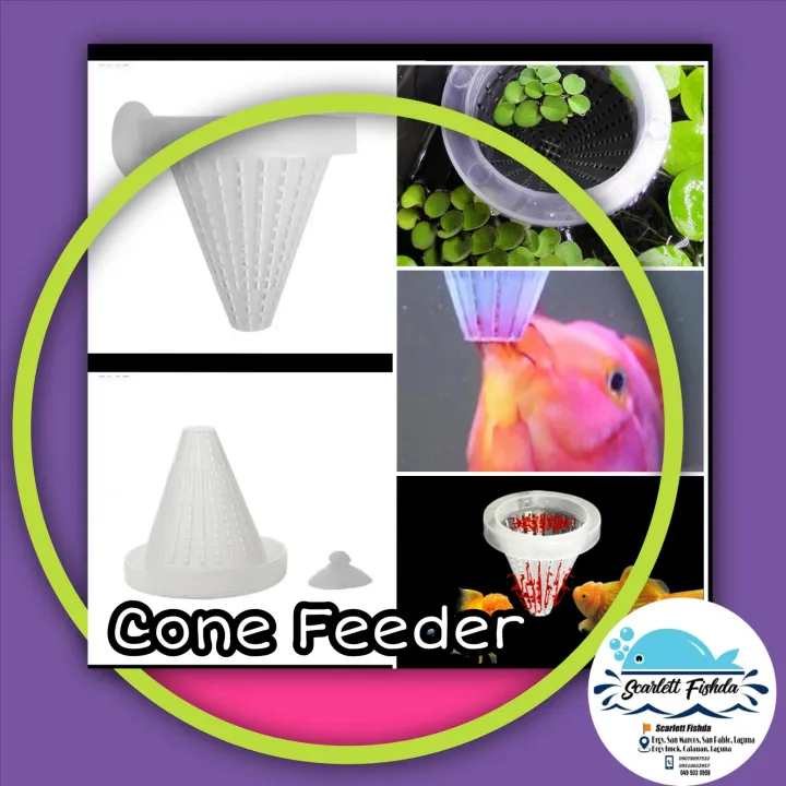 sf cone feeder | Lazada PH