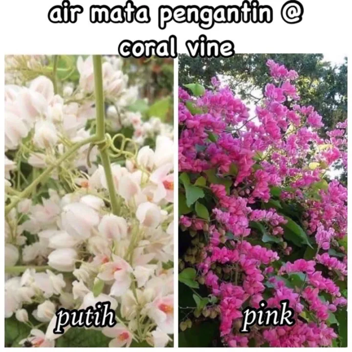 Pokok air mata pengantin putih dan pink (coral vine) pokok menjalar ...