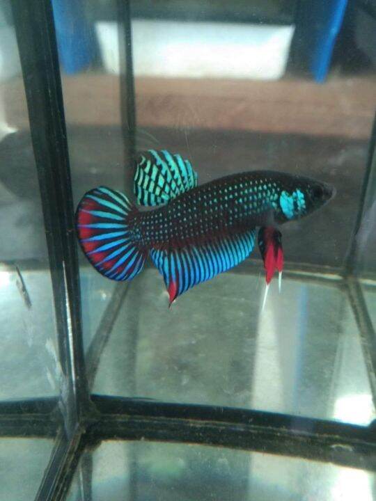 ลงใหม่!สินค้าพร้อมส่ง!!สายกัดพันธุ์ดุ กัดภาคใต้ผสมหม้อ เชื้อหม้อเต็มๆ ...