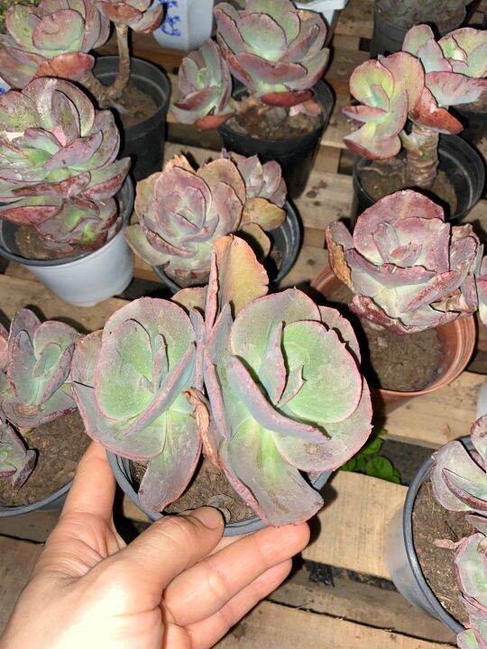 Cây sen đá bèo tím bụi nhiều đầu gốc thụ | Lazada.vn