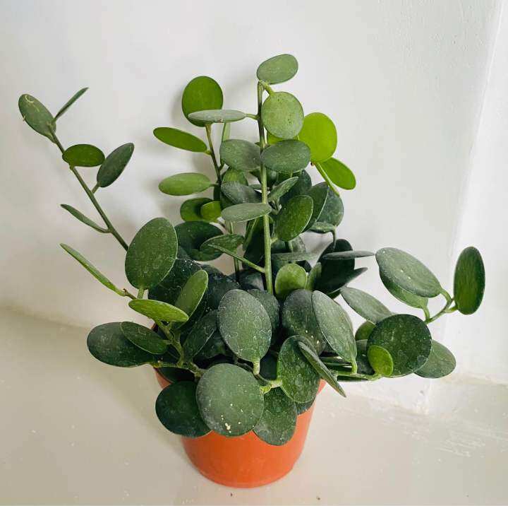 Peperomia Green Drum (ESTABLISHED) | Lazada PH