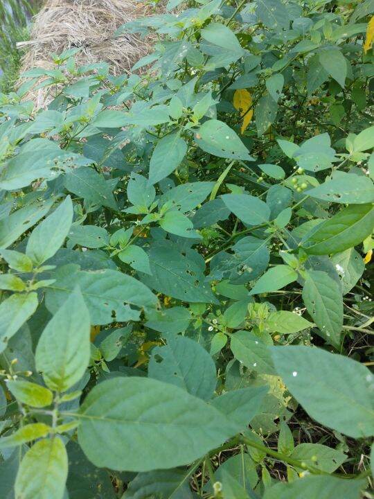 daun ranti berikut buahny atau lenca ayam segar berikut buahnya 500 ...