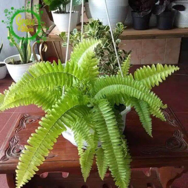 Tanaman hias pakis boston siap tanam pakis hiasan rumah | Lazada Indonesia