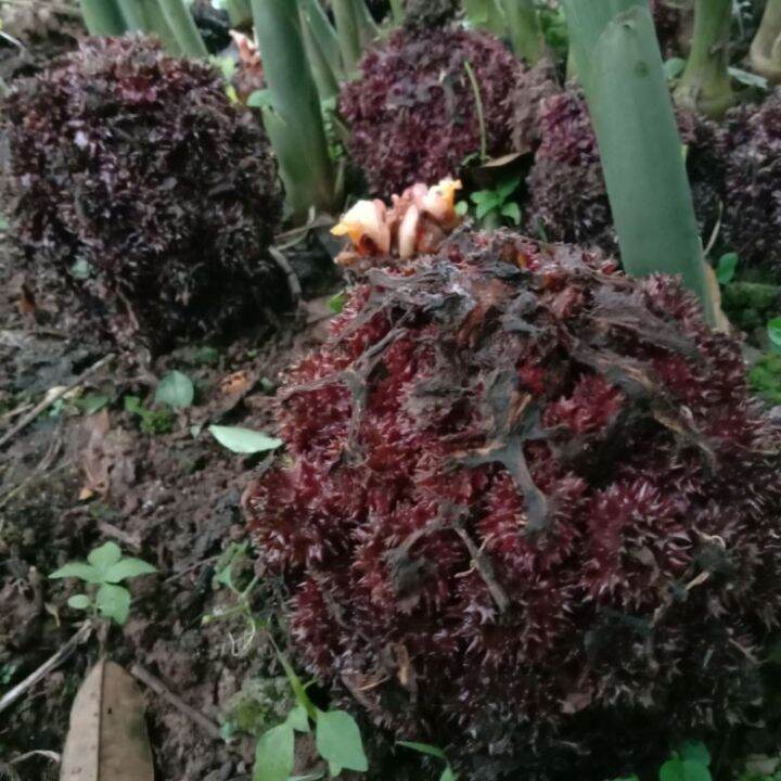 Buah Parahulu atau Rambutan Tanah langka 500 gram | Lazada Indonesia