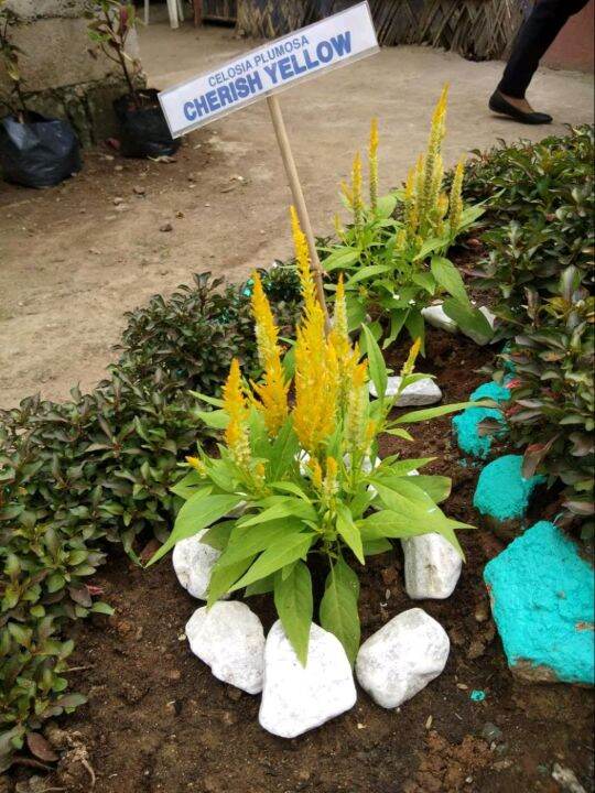 CELOSIA CHERISH YELLOW (SEEDS) | Lazada PH