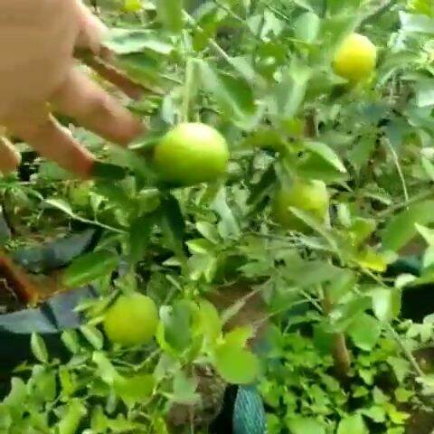 Pohon Jeruk Limo / Limau / Jeruk Sambal Unggul Paling Cepat Berbuah ...