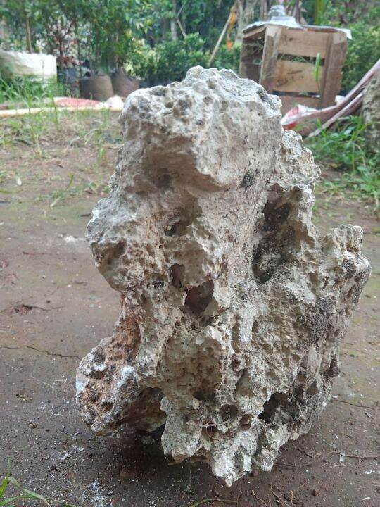batu karang bonsai / karang gunung / 2kg | Lazada Indonesia