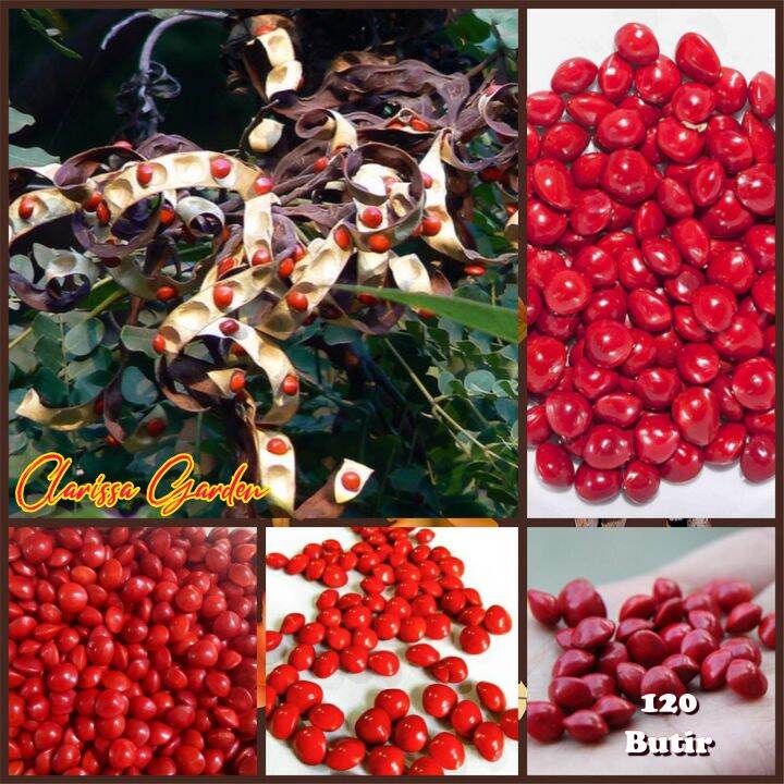 120 BUTIR BIJI/BENIH SAGA MERAH | Lazada Indonesia