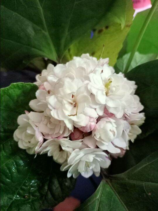 melur jawa/rompun (anak pokok bunga wangi) | Lazada