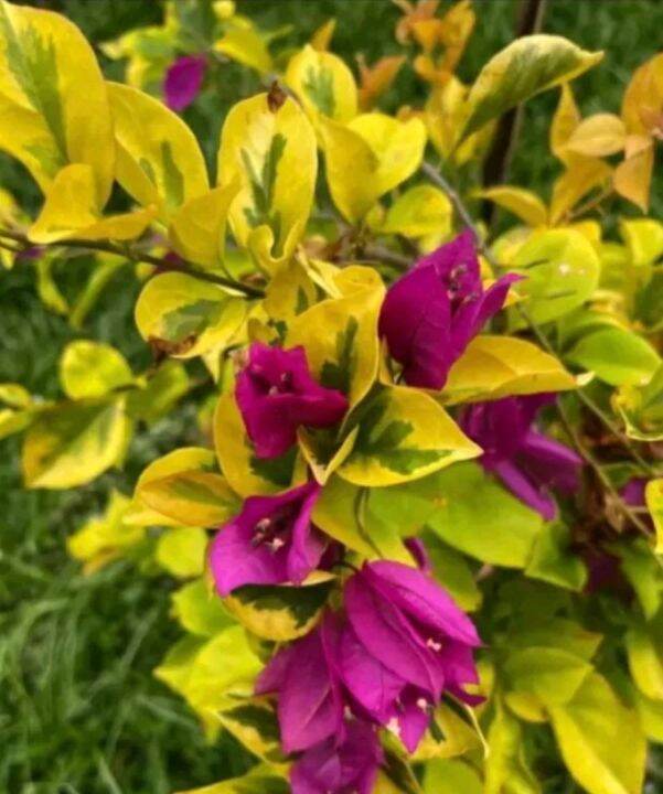 BOUGAINVILLEA ROOTED LIVE PLANT-GOLDEN ANGUS | Lazada PH