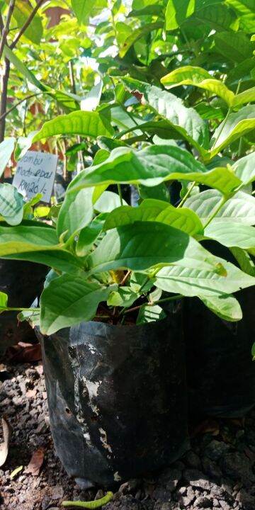 anak pokok jambu berteh buah putih | Lazada